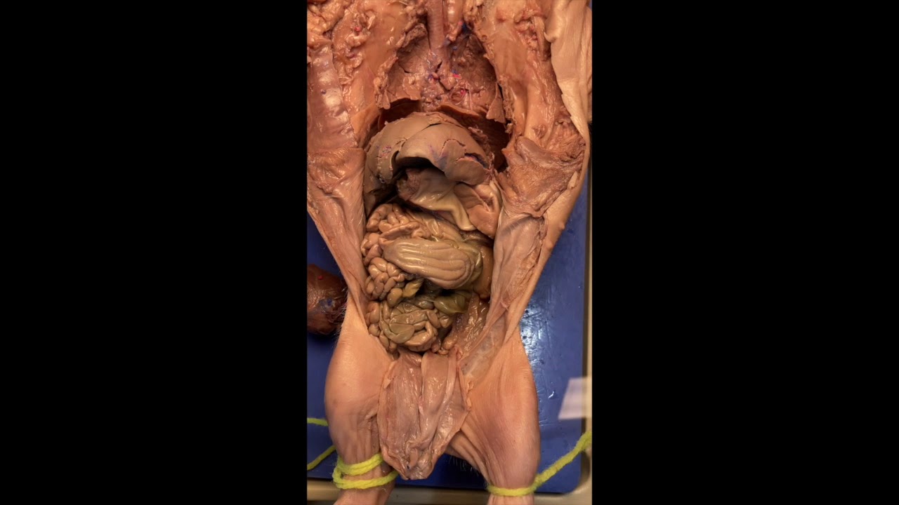 Fetal Pig Tour