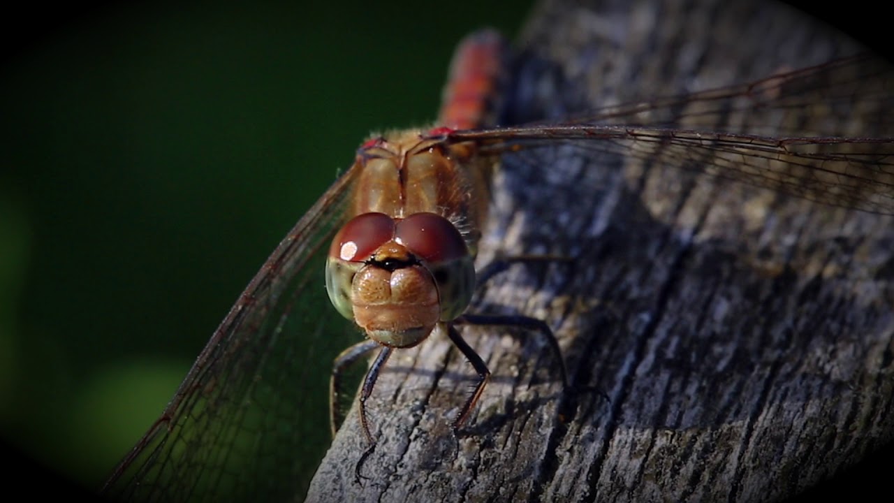 Dragon Fly Macro Background Web