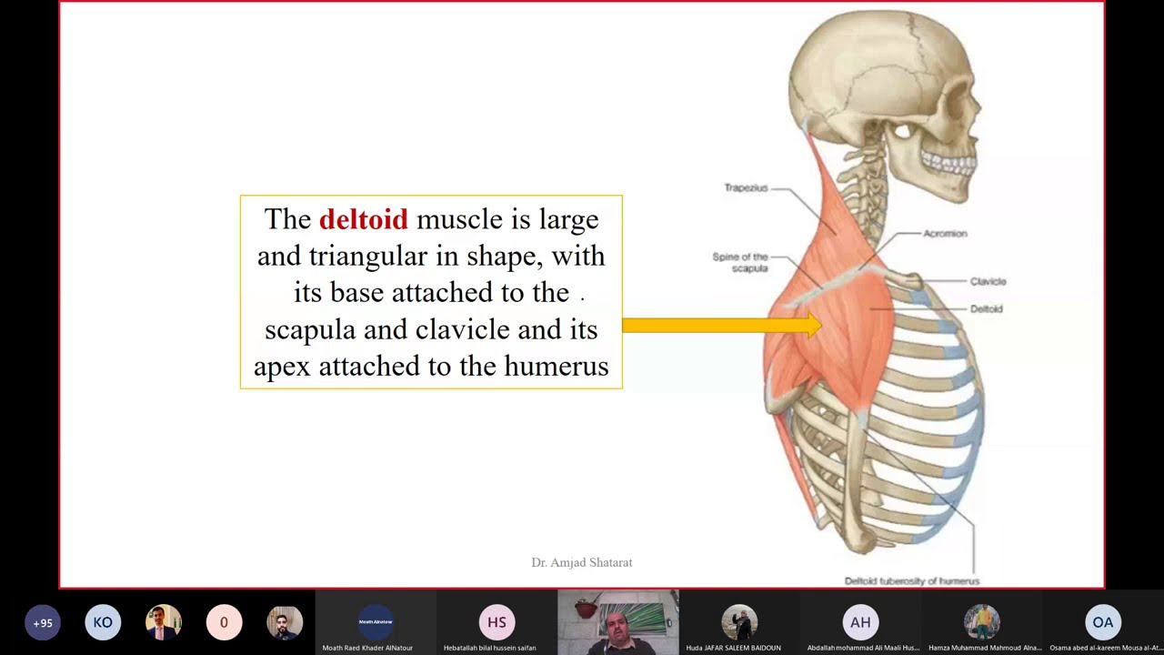 complementary  lecture  for Anatomy