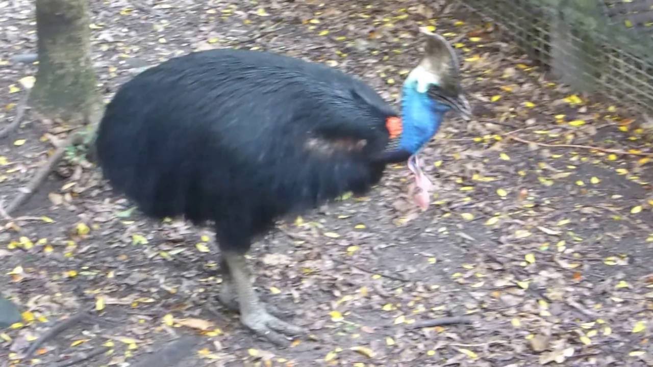 Cassowary Eating A Mango.