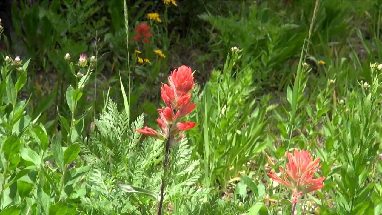 Explore Colorado: Crested Butte Wildflowers