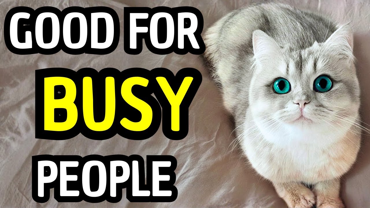 British Shorthair Cat: The Most Low-Maintenance Cat with High-Class Charm