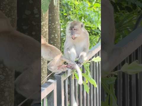 The look on the monkey’s face when the kid drops it food and takes off