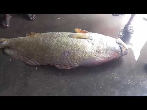 Ghol Fish - Wholesale Price & Mandi Rate for Ghol Fish in India