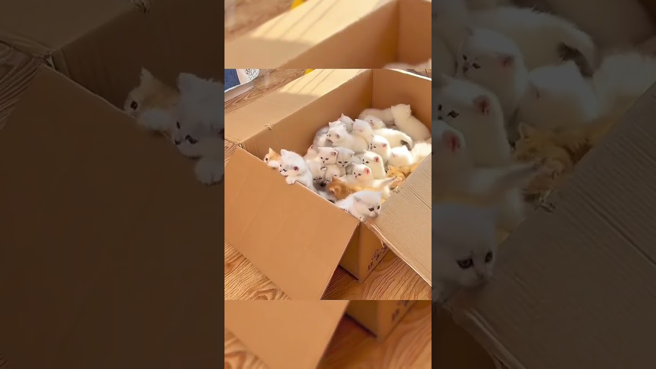 They gave me a whole box of kittens