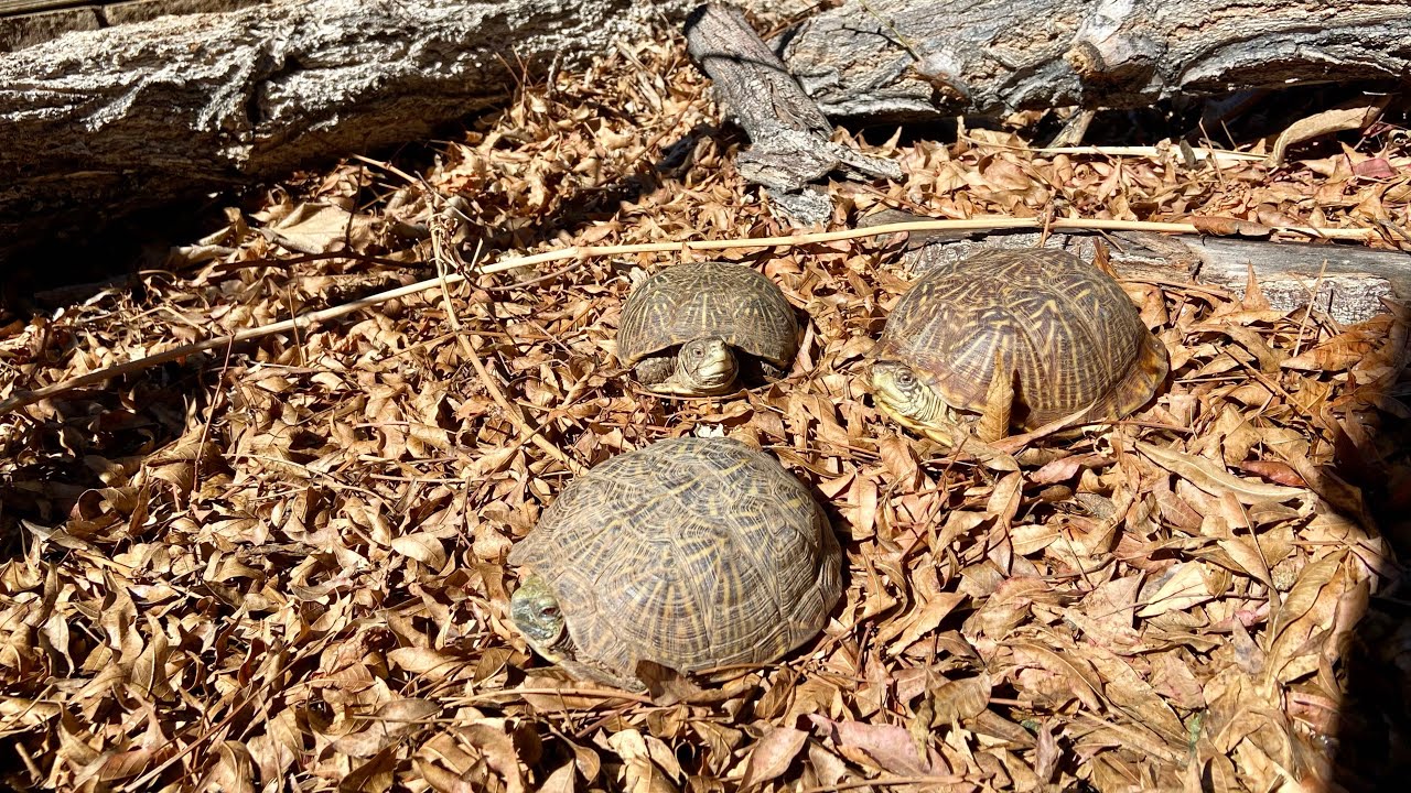Desert Box Turtles finally made it out! 2026