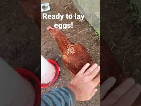 HOW to KNOW when your hens are READY to lay EGGS!