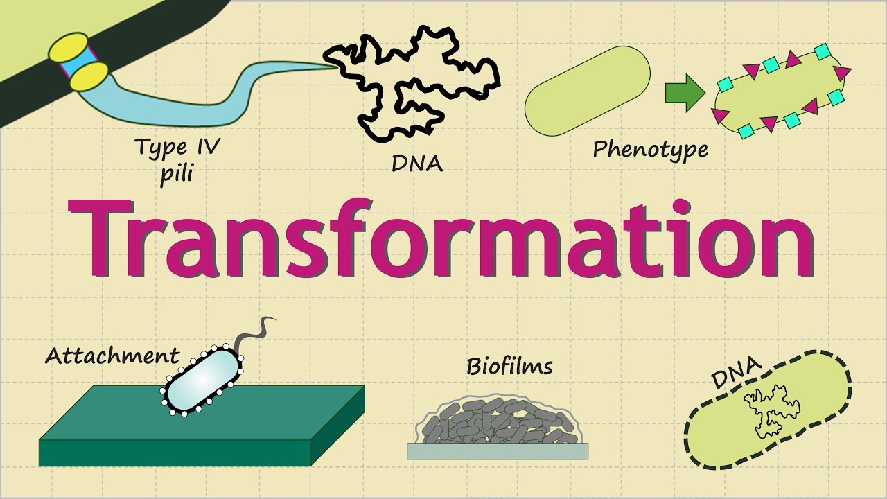 Bacterial Transformation | Basic Science Series