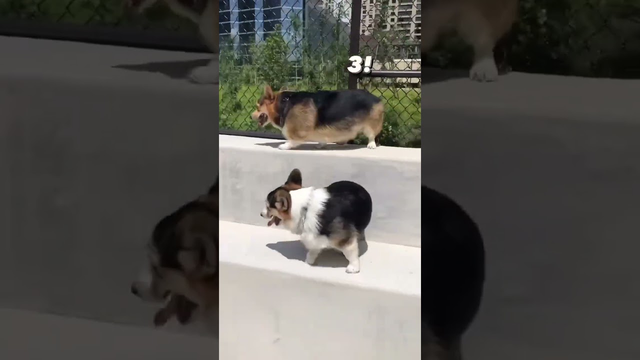 Corgis walk in sync #corgi #dogs #pets