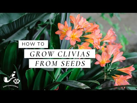 How To: Grow Clivias From Seeds