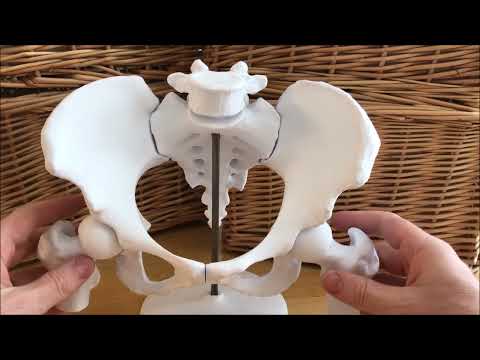6-Piece Magnetic Female Pelvis Model by DaveMakesStuff - Thingiverse