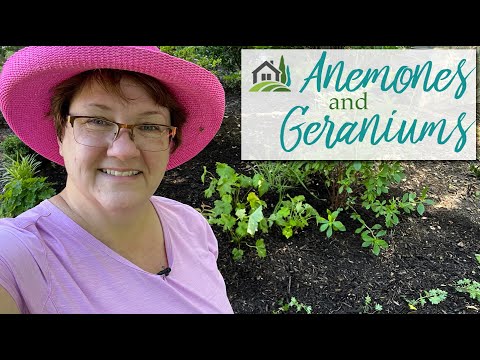 Planting Japanese Anemones and Hardy Blue Geraniums - 🌺👩🏻🌾🌸