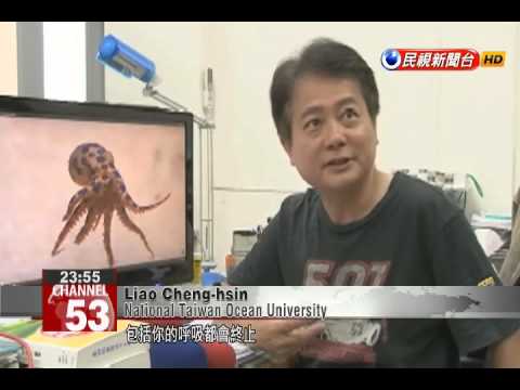 Poisonous blue-ringed octopus is brought ashore by unsuspecting snorkeler