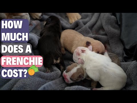How Much is a Frenchie Worth???