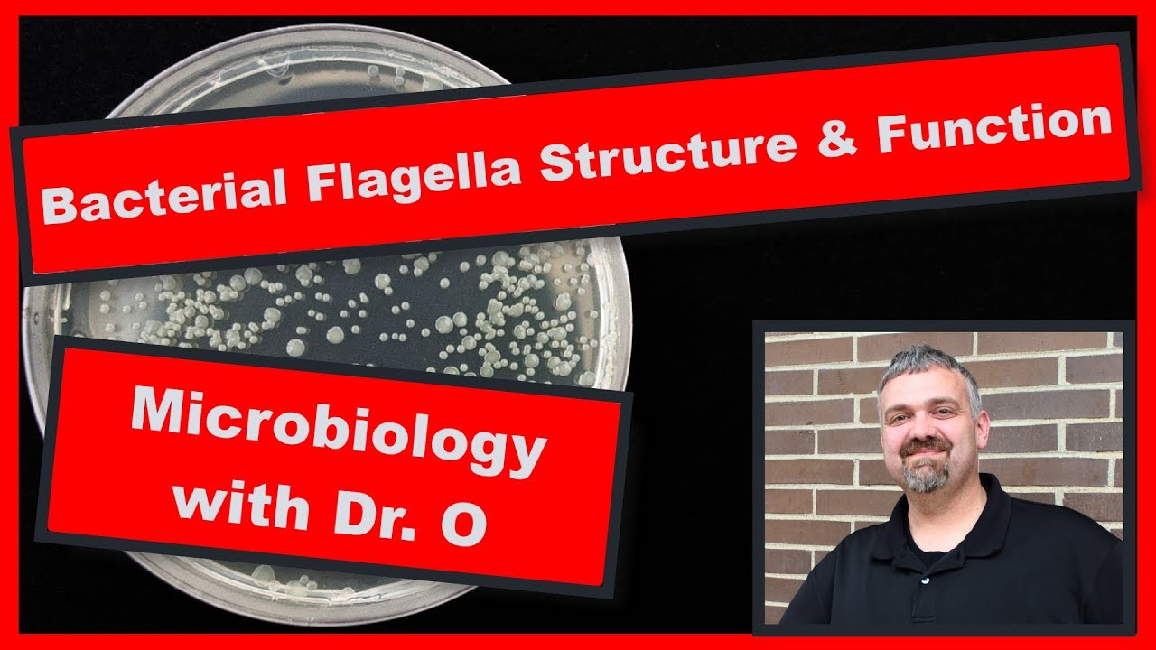 Bacterial Flagella Structure and Function:  Microbiology