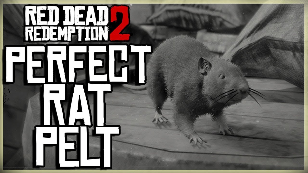 HOW TO GET A PERFECT RAT PELT - RED DEAD REDEMPTION 2 PRISTINE RAT HUNT