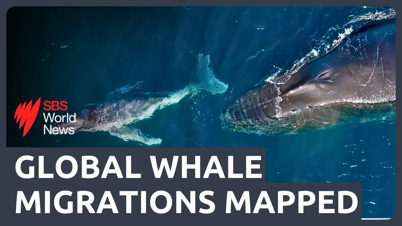 Humpback highways: New interactive digital map tracks global humpback whale migration journeys