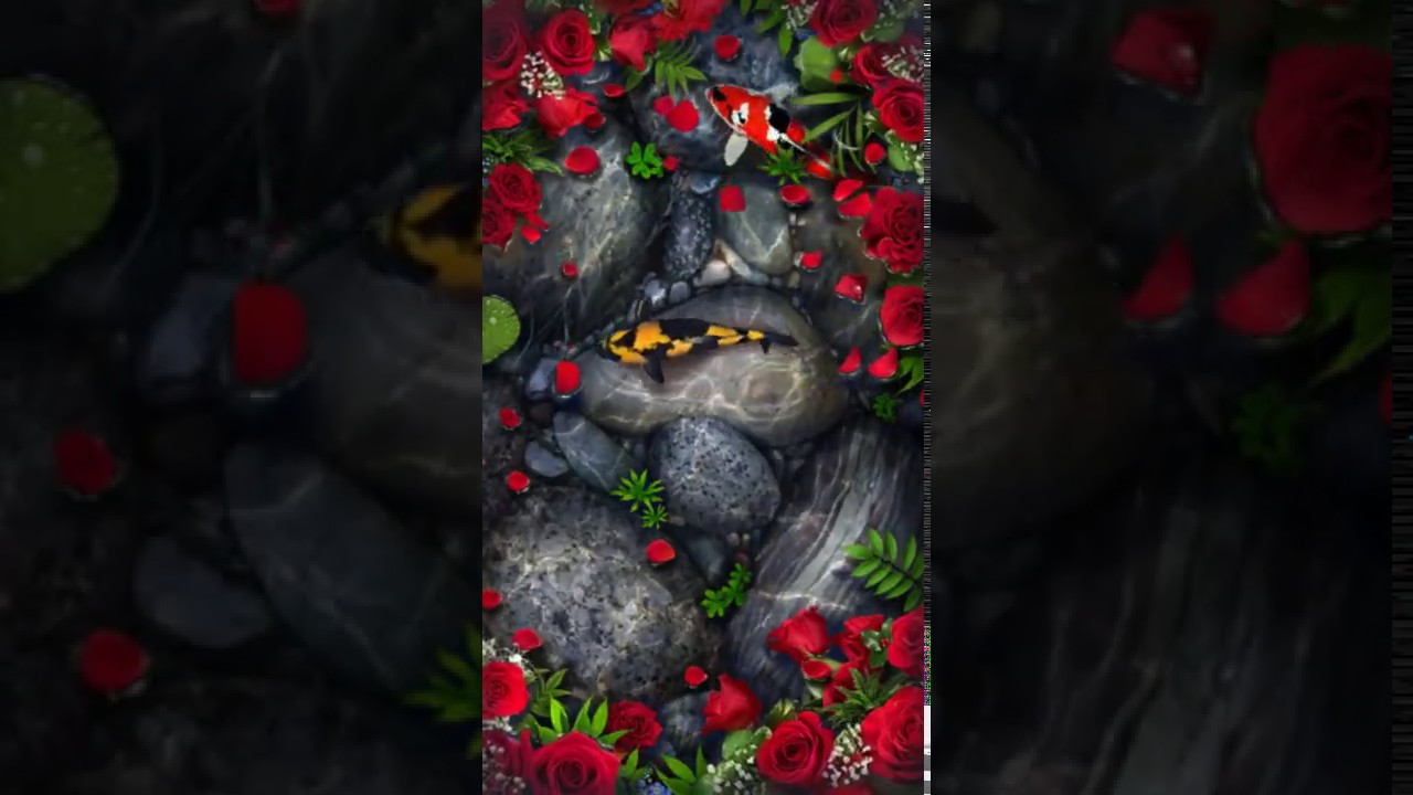 Rose Koi Fish Live Wallpaper