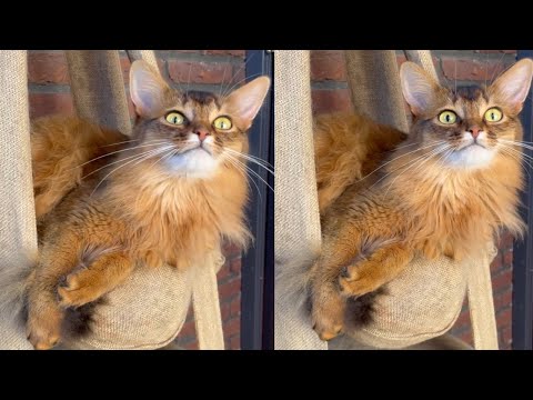 SOME VERY BEAUTIFUL SOMALI CATS