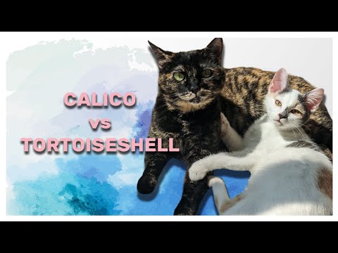 Calico vs Tortoiseshell | What's the difference?