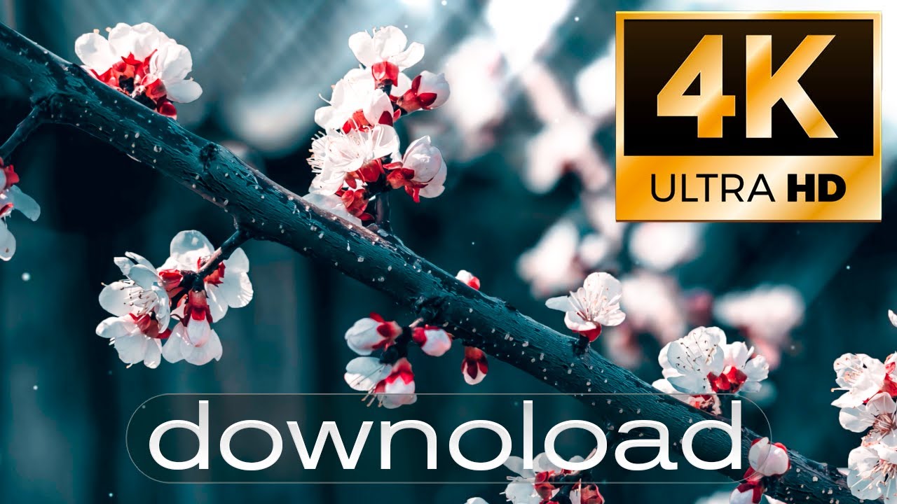 4K Live Wallpaper Persica Background (DOWNLOAD LINK)