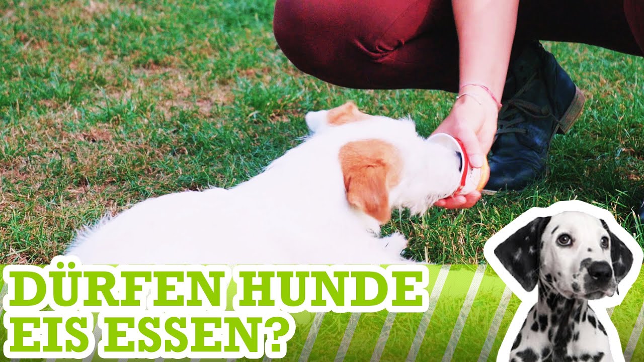 Dürfen Hunde Eis Essen?