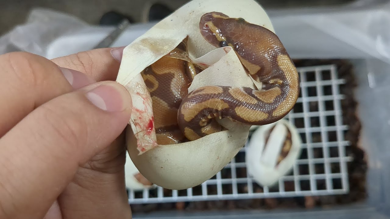 Ball Python Egg Cutting! Ultramel Pieds!