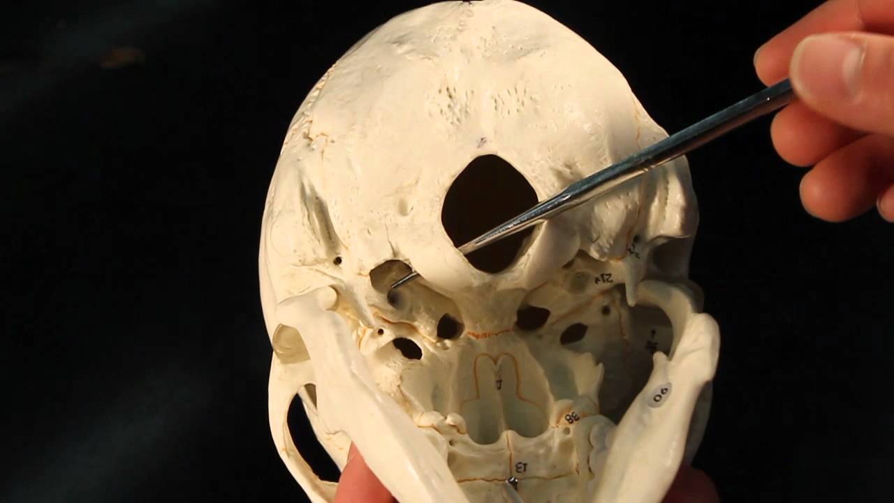 Occipital Bone 🦴 #SkullAnatomy