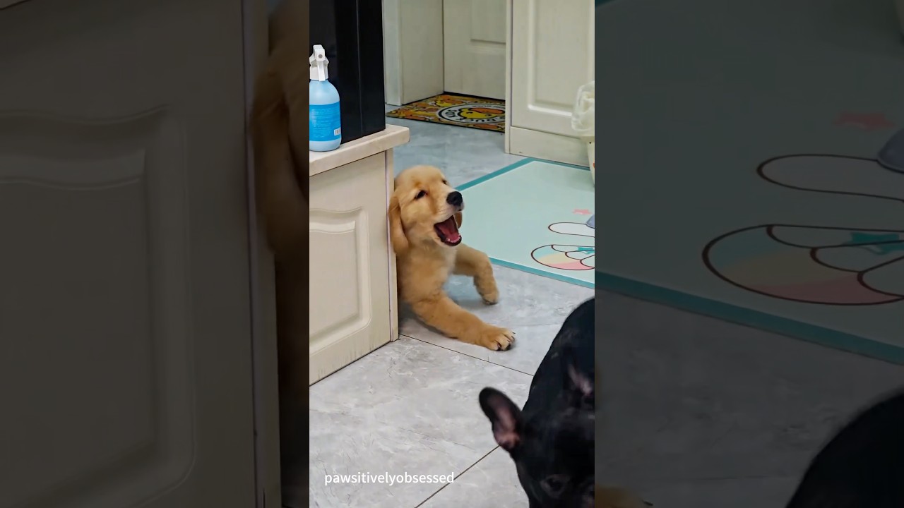 Dramatic golden retriever, #Funny Dog #shorts #dog  #petvideos#amazingpets #funny#funnypets#animals