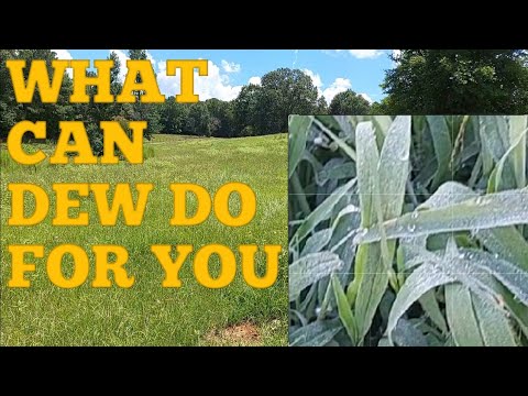 why is the morning dew so important for farmers in a drought.