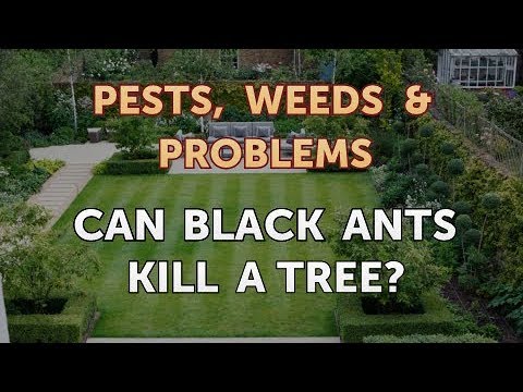 Can Black Ants Kill a Tree?