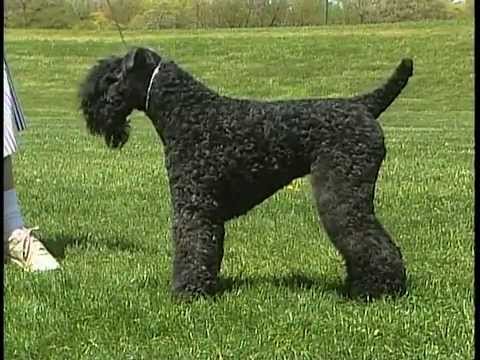 Kerry Blue Terrier - AKC Dog Breed Series
