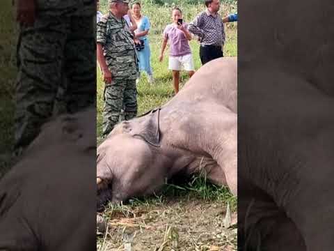 elephant death sad video