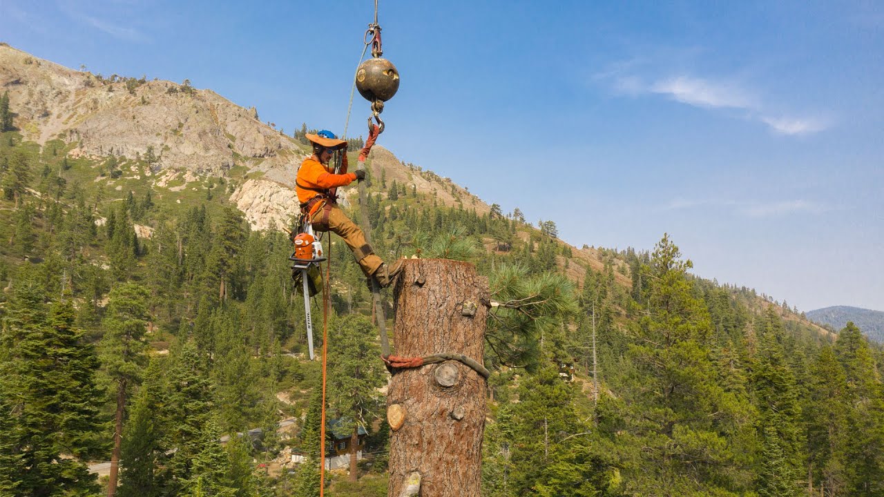 Timberwolfe Tree Service | Vista Estate Visuals