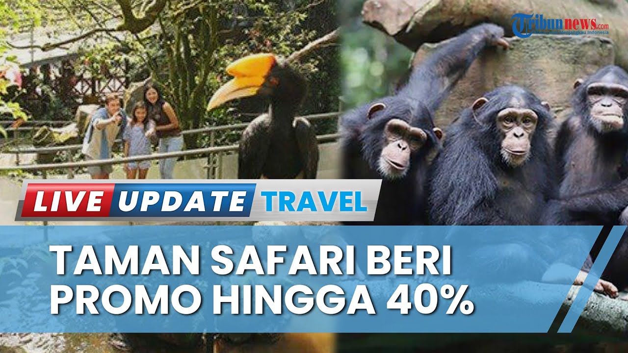 Anniversary Kedatangan Giant Panda, Taman Safari Bogor Tawarkan Promo ...