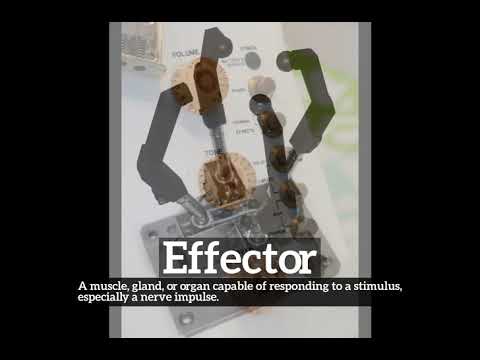 What is Effector? | How to Say Effector in English? | How Does Effector Look?