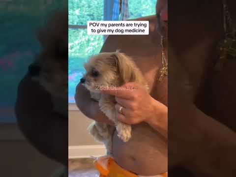How to Give a Dog Medicine | Funny & Helpful Tips for Pet Owners #funnypet #cute #funnyanimal