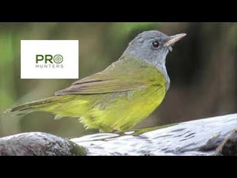Mourning Warbler Bird Sound, Bird Call for Pro Hunters