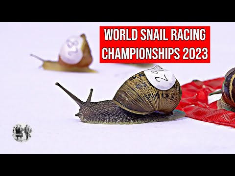 Snail Racing World Championships make post-pandemic return | The ...