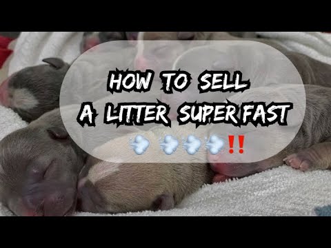How To Sell A Litter/Puppies SUPER FAST 💨‼️FREE GAME 😤