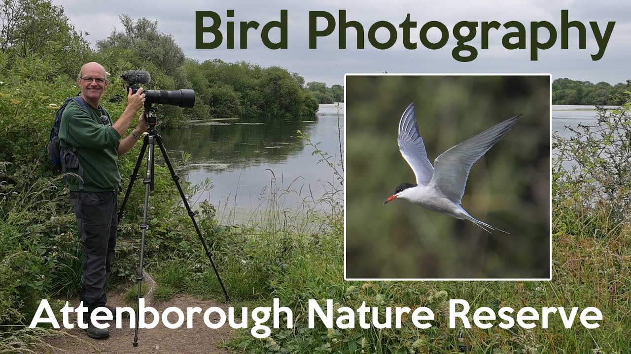 Great bird photographs at Attenborough Nature Reserve
