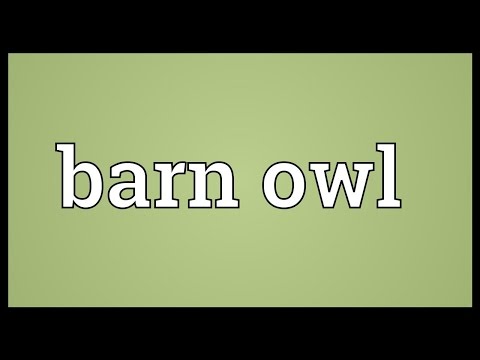 Barn owl Meaning