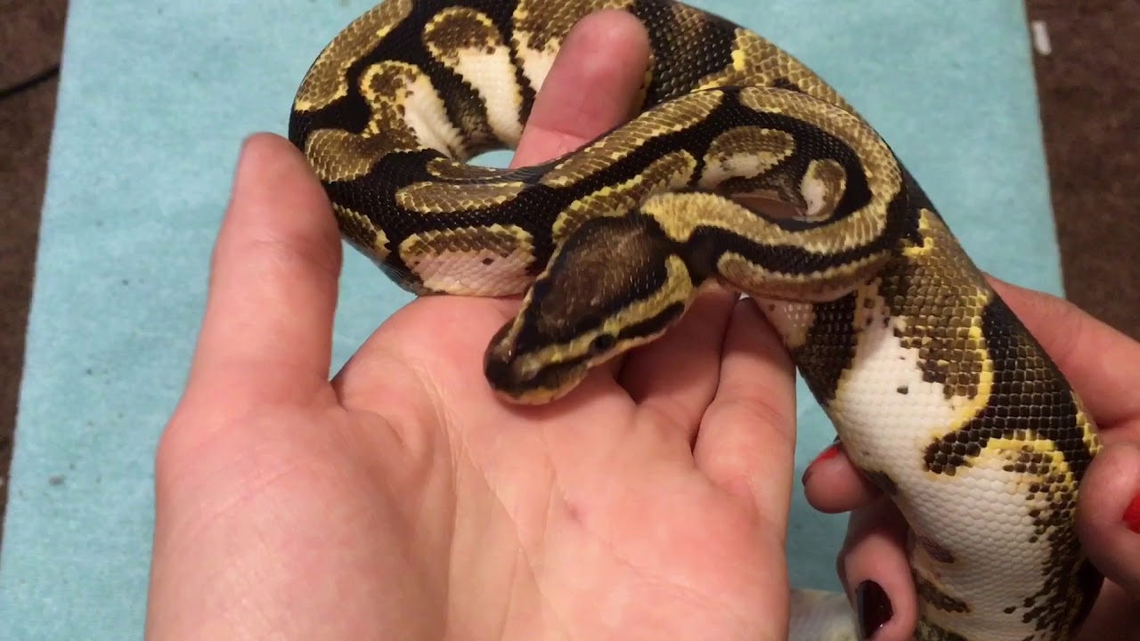 Enchi Calico Update