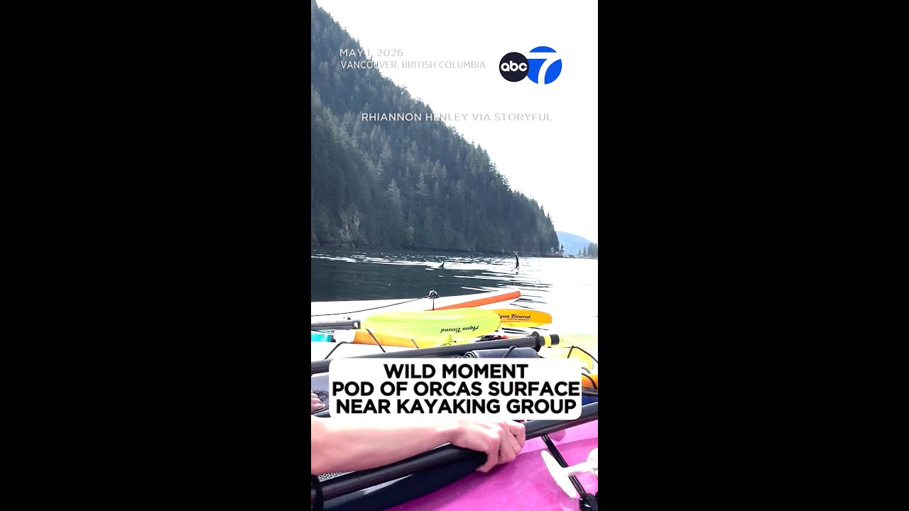 Wild moment pod of orcas surface near kayaking group