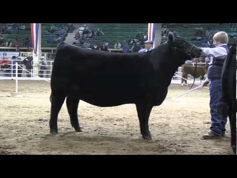 Junior Angus Heifer Show: 2013 National Western Stock Show