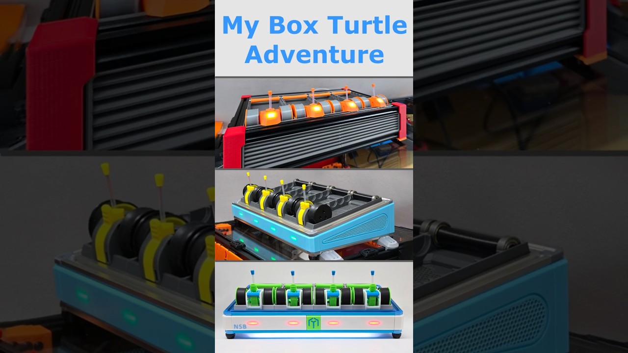 My Box Turtle Adventure