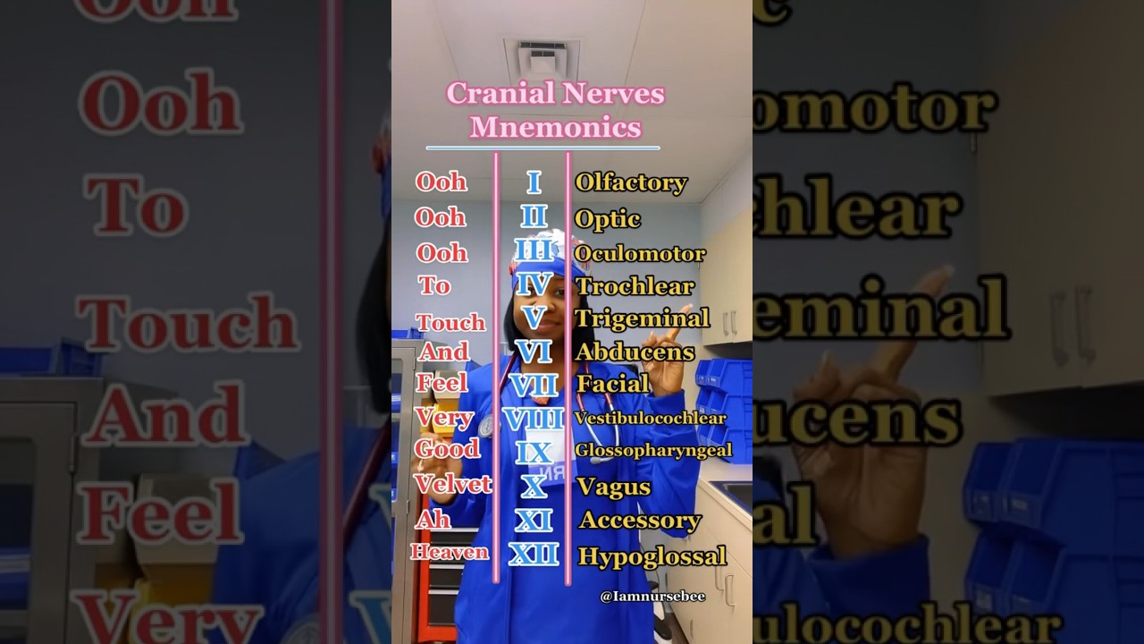 12 Cranial Nerves Mnemonics #studentnurse #nursingschool #cranialnerve #cranialnerveexam #nclexrn