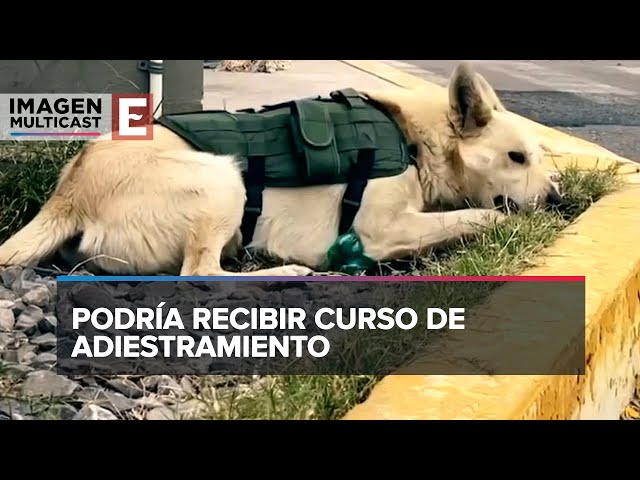 Perrito hace su currículum en busca de un hogar