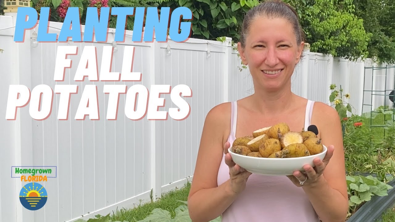 Get HUGE Potato Yields in Florida