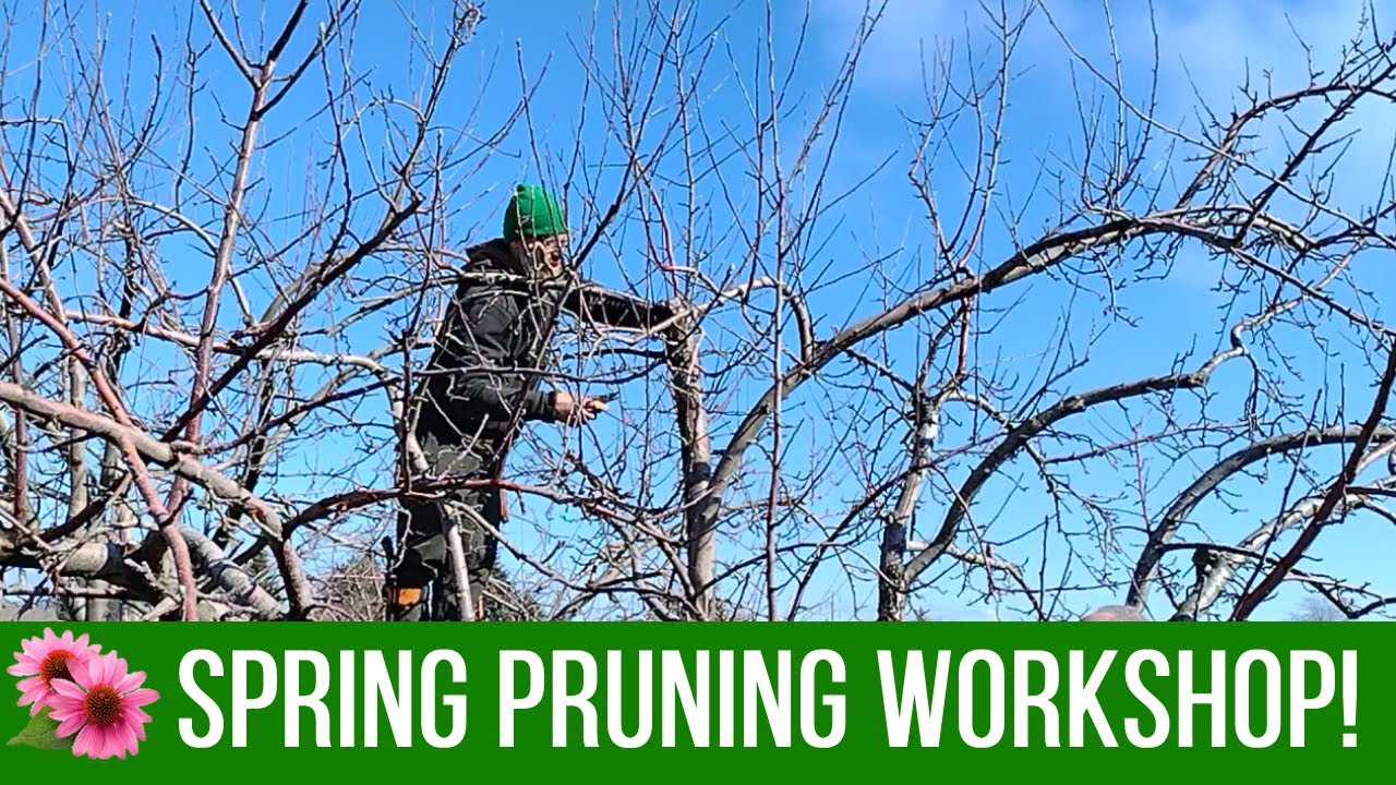Fruit Tree Pruning Class! Hosted by Spirit Pruners, Holistic Pruners & Spokane Edible Tree Project!